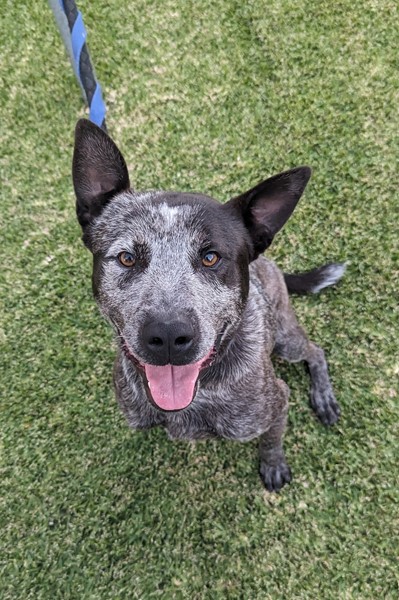Adopt Tully from Gordon Park QLD | Adopt-A-Dog