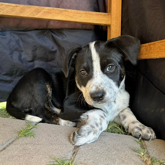 Adopt Tassie from Perth WA | Adopt-A-Dog
