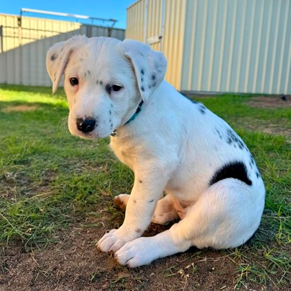 Adopt Sheila from Perth WA | Adopt-A-Dog