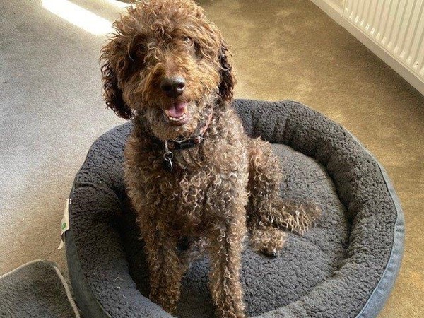 Adopt Molly Haliwell from Caulfield East VIC | Adopt-A-Dog