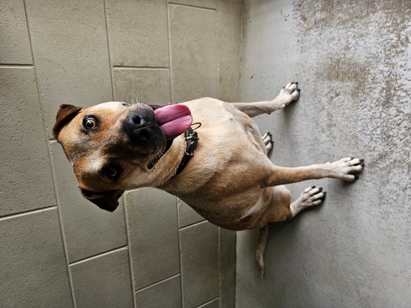 Adopt Maggie from Mareeba QLD | Adopt-A-Dog