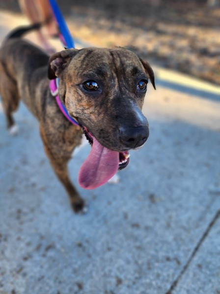 Adopt Matilda from Perth WA | Adopt-A-Dog