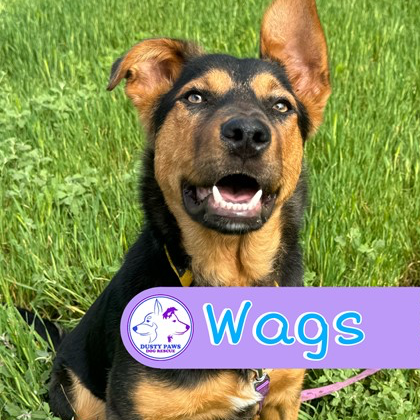 Adopt Wags from Two Wells SA | Adopt-A-Dog