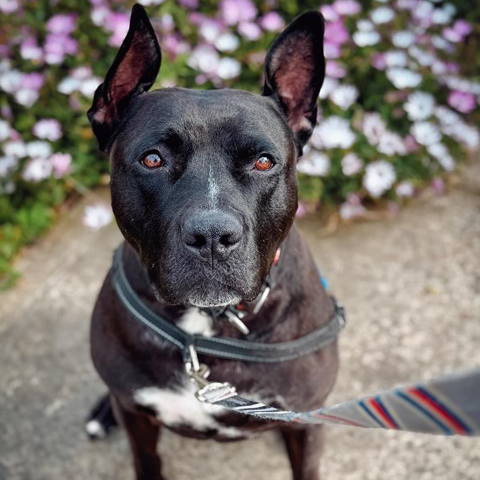 Adopt Stuart Not So Little from CRAIGIEBURN VIC | Adopt-A-Dog