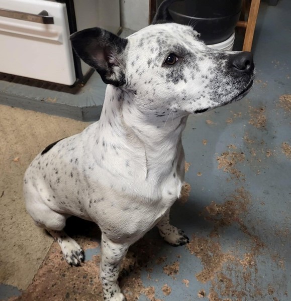 Adopt Winnie from COOMA NSW | Adopt-A-Dog