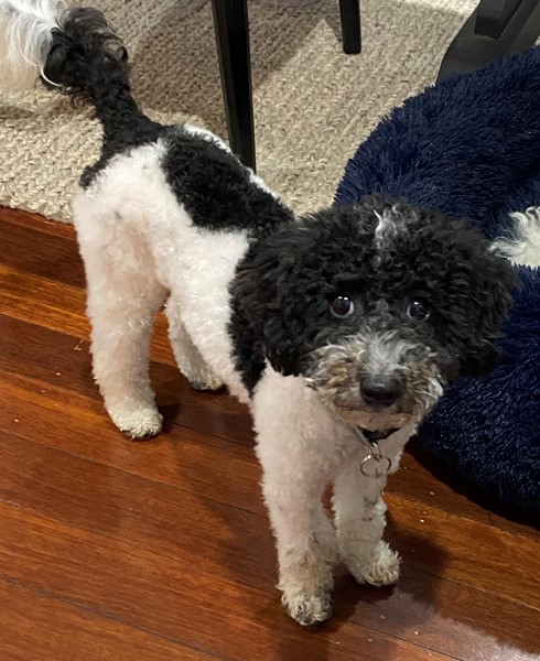 Adopt GORDON from WESTLEIGH NSW | Adopt-A-Dog