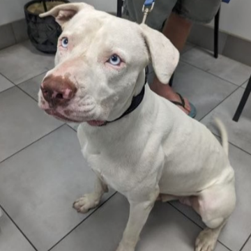 Adopt Raptor from Cairns QLD | Adopt-A-Dog