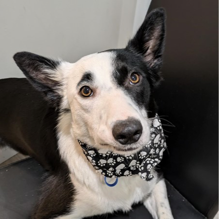 Adopt Dixie from Mount Warren Park QLD | Adopt-A-Dog