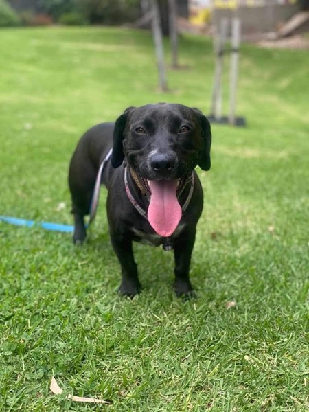 Adopt Binki from Adelaide SA | Adopt-A-Dog