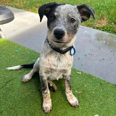 Adopt Checkers from Nudgee QLD | Adopt-A-Dog