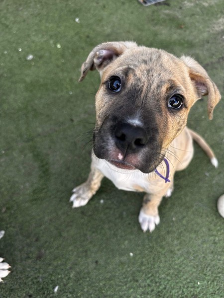 Adopt Ragu from Perth WA | Adopt-A-Dog