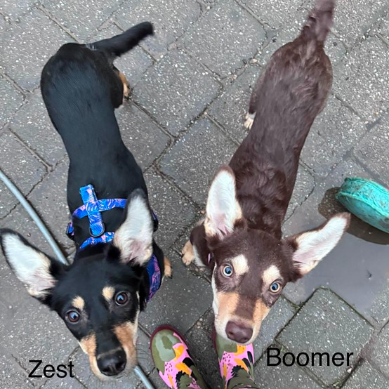 Adopt Boomer - FOSTER OR FOSTER TO ADOPT from Mount Barker SA | Adopt-A-Dog