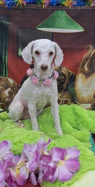 Adopt Roxy from Warwick QLD | Adopt-A-Dog