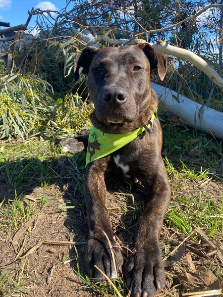 Adopt Balter from Perth WA | Adopt-A-Dog