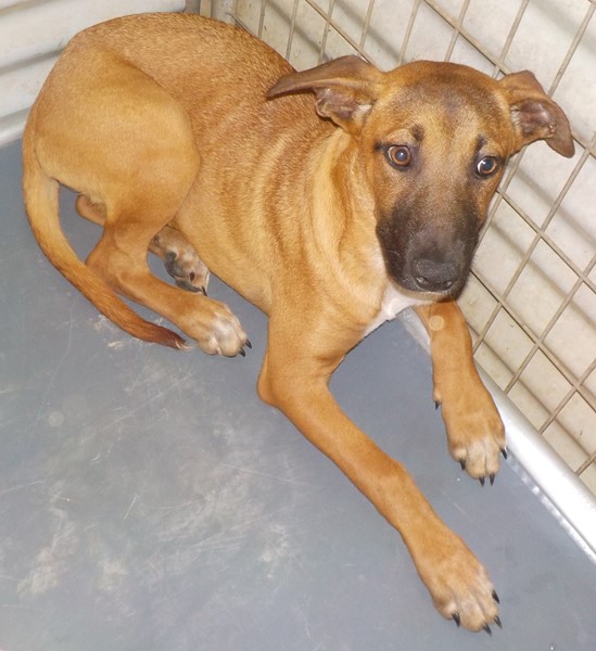 Adopt Lani from MAREEBA QLD | Adopt-A-Dog