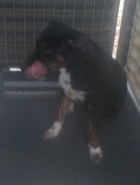 Adopt Bubba from MAREEBA QLD | Adopt-A-Dog
