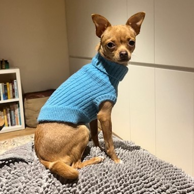 Adopt Poco from Saint Peters NSW | Adopt-A-Dog