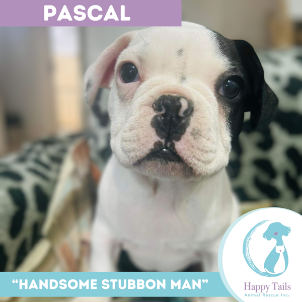Adopt Pascal from Brisbane QLD | Adopt-A-Dog