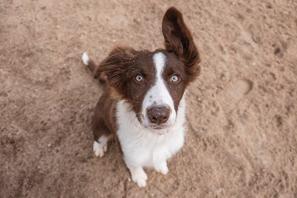 Adopt Attarah from Two Wells SA | Adopt-A-Dog