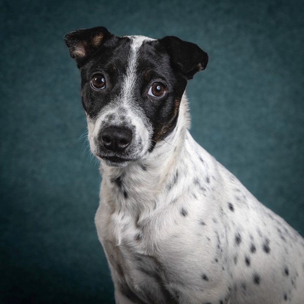 Adopt Samara from Beaconsfield WA | Adopt-A-Dog