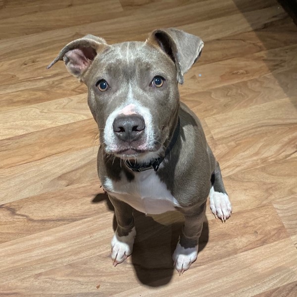 Adopt Milan from Perth WA | Adopt-A-Dog