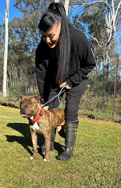 Adopt LUCKA from Bringelly NSW | Adopt-A-Dog