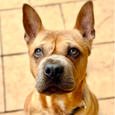 Adopt Lincoln from Coogee NSW | Adopt-A-Dog