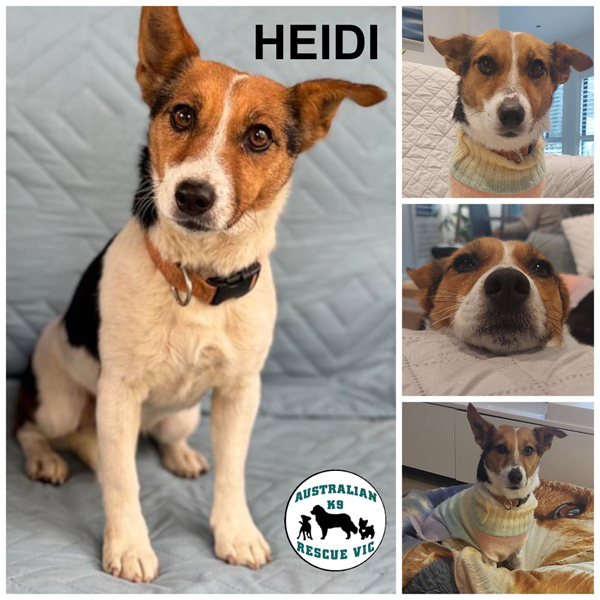 Adopt Heidi from HEIDELBERG WEST VIC | Adopt-A-Dog
