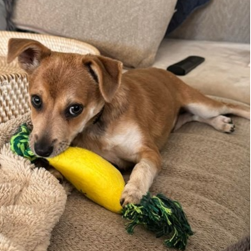 Adopt Rexie from Perth WA | Adopt-A-Dog