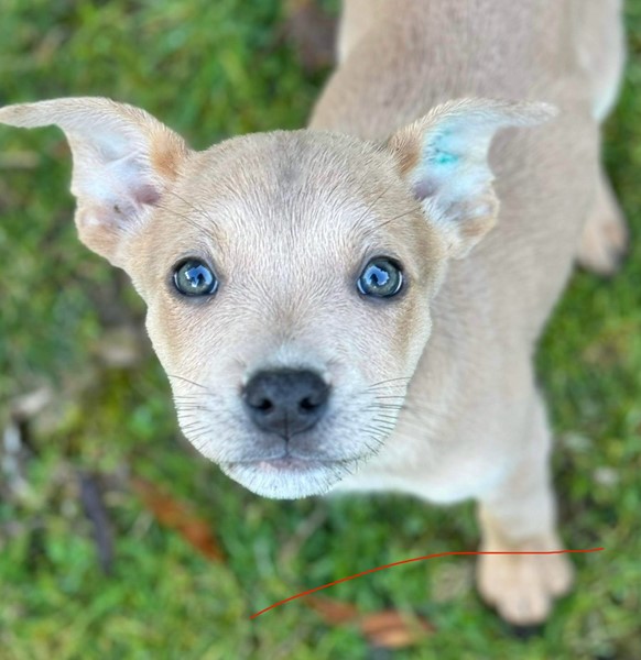 Adopt Seel from Dandenong VIC | Adopt-A-Dog