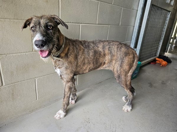 Adopt Dalia from Mareeba QLD | Adopt-A-Dog