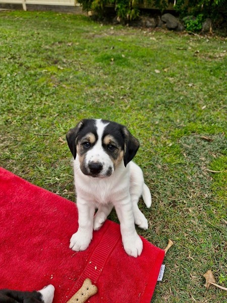 Adopt Patches from Bunbury WA | Adopt-A-Dog