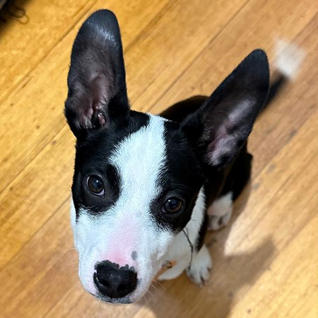 Adopt William from Pakenham Upper VIC | Adopt-A-Dog