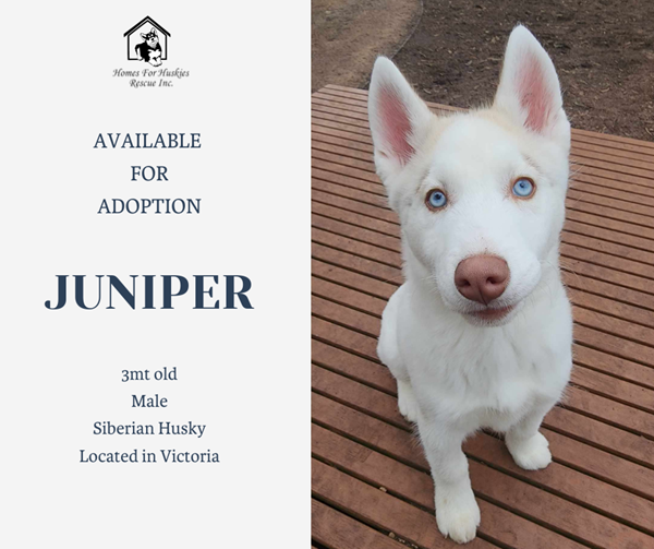 Adopt Juniper from Melbourne VIC | Adopt-A-Dog