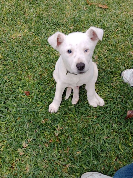 Adopt Polar from Perth WA | Adopt-A-Dog