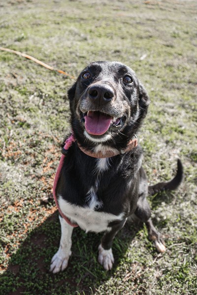 Adopt Tash from Two Wells SA | Adopt-A-Dog