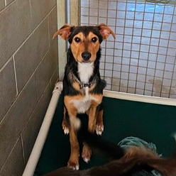 Adopt Cody from Mareeba QLD | Adopt-A-Dog