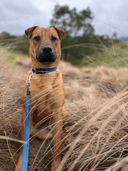 Adopt Axel from Traralgon VIC | Adopt-A-Dog