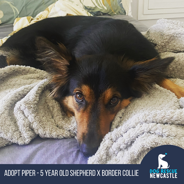 Adopt Piper (Trial) from Fletcher NSW | Adopt-A-Dog