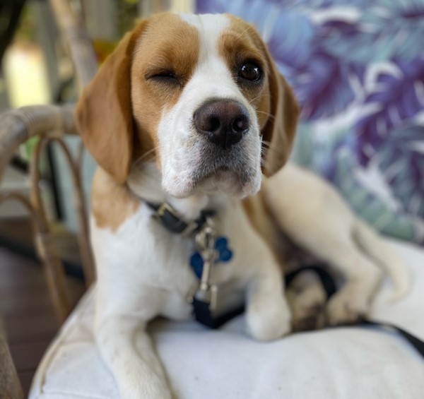 Adopt Stuart from Morningside QLD | Adopt-A-Dog