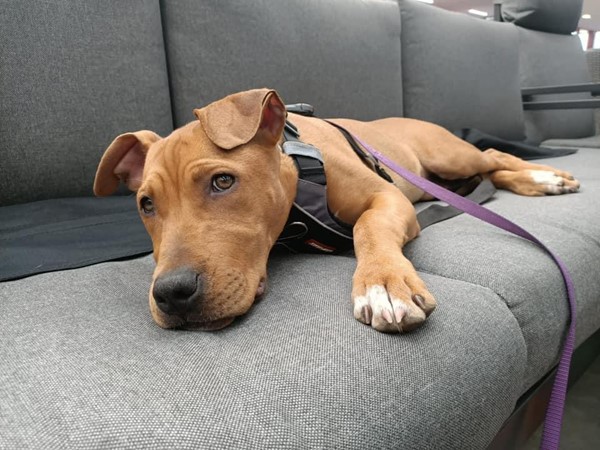 Adopt Vesta from Perth WA | Adopt-A-Dog