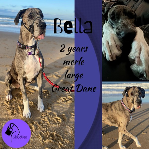 Adopt Bella from Brisbane QLD | Adopt-A-Dog