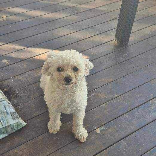 Adopt Miss Molly from Beecher QLD | Adopt-A-Dog