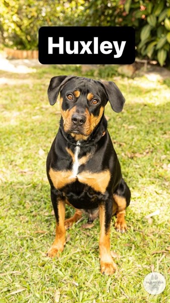 Adopt Huxley from Tanawha QLD | Adopt-A-Dog
