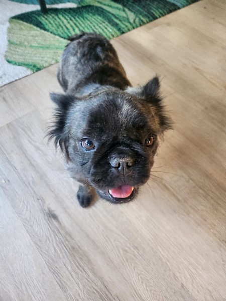 Adopt Paris *Adoption Pending* from Annerley QLD | Adopt-A-Dog