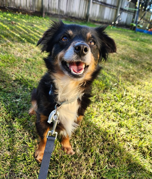 Adopt Macey from Logan Reserve QLD | Adopt-A-Dog