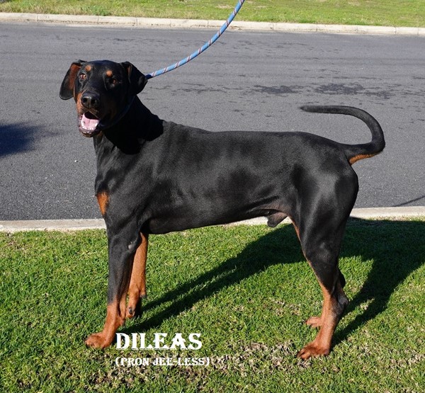 Adopt Dileas (Pron JEE-less) from Malaga WA | Adopt-A-Dog