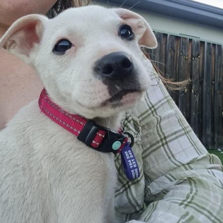 Adopt Skittles from Perth WA | Adopt-A-Dog