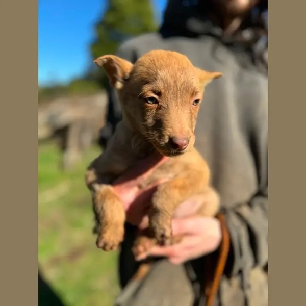 Adopt Blordak from Dandenong VIC | Adopt-A-Dog
