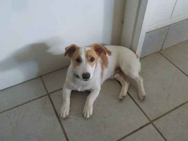 Adopt Nevil from MAREEBA QLD | Adopt-A-Dog